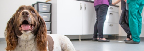 Cambridgeshire's Vets for over 100 years - Welcome to Cromwell Vets